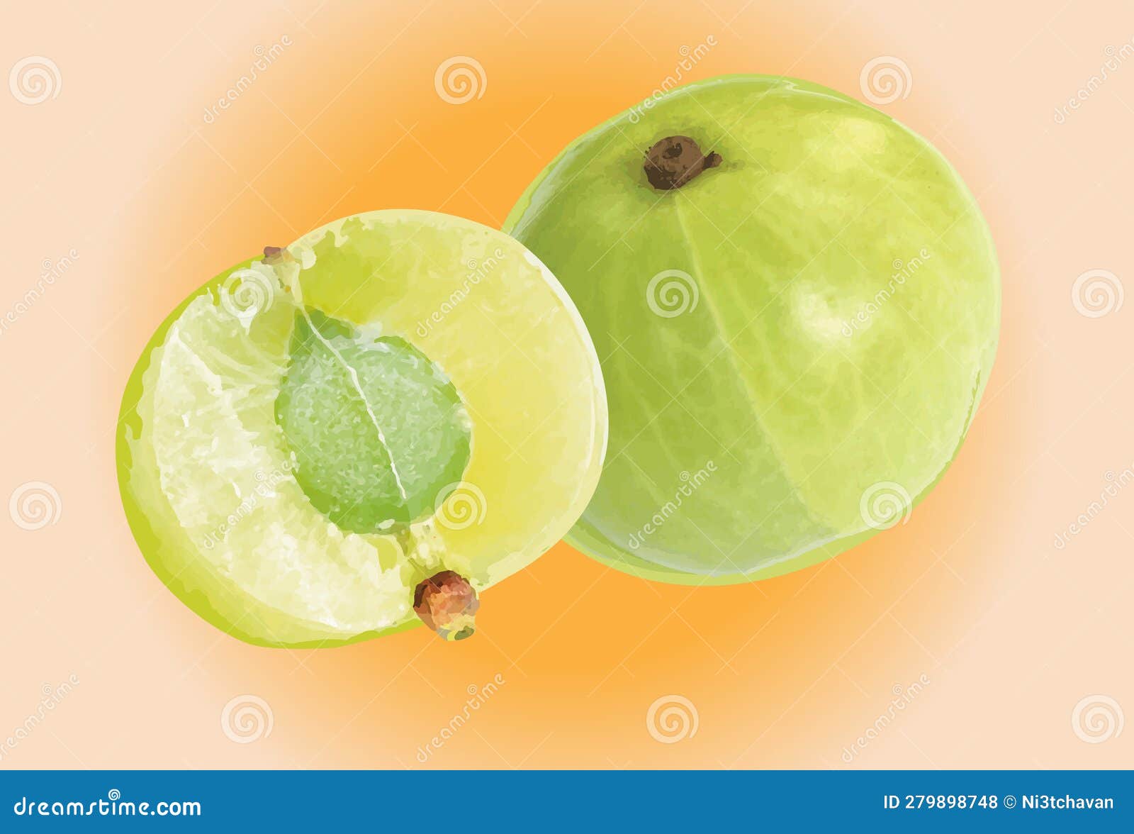 Indian Gooseberry ( Amla) Fruit Vector Illustration with Amla. Stock ...