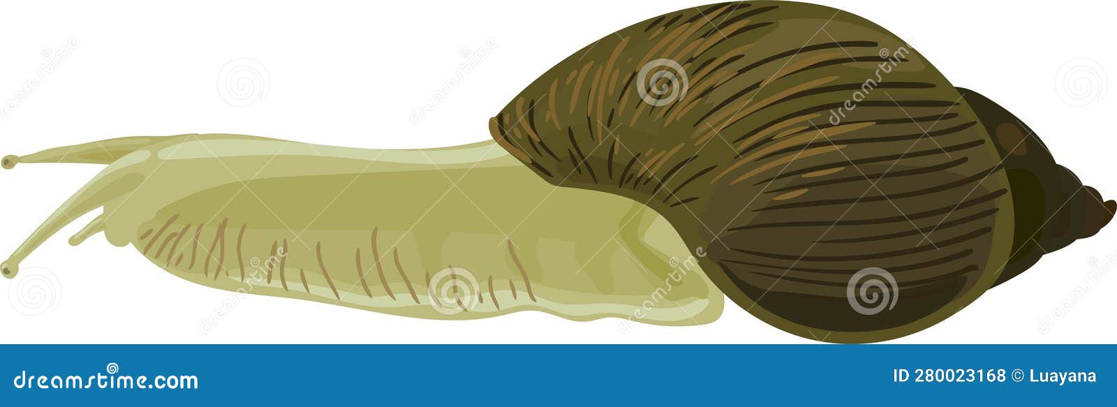 Giant African Grape Land Snail Drawing Isolated On White Background ...