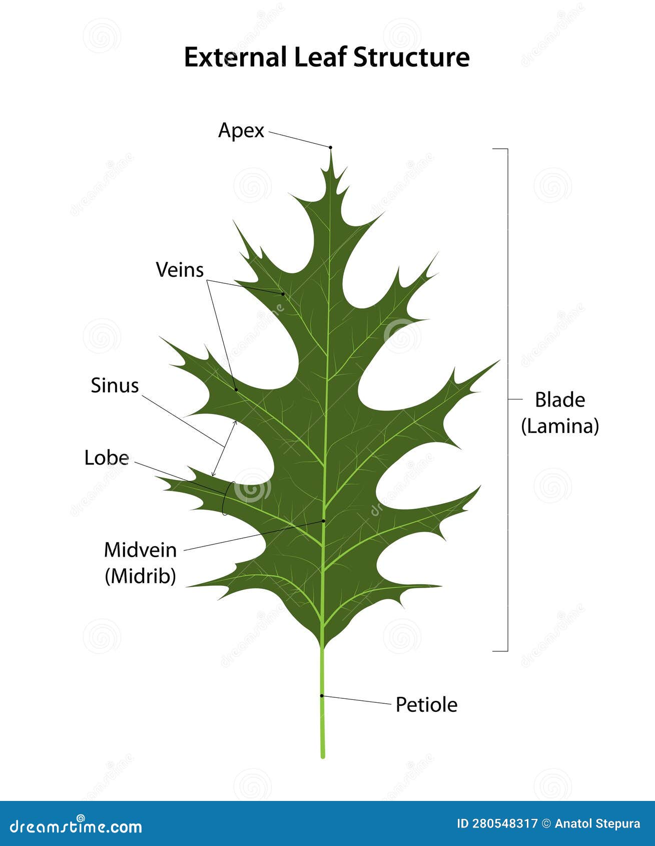 External Leaf (Swamp Oak) Structure. Stock Vector - Illustration of ...