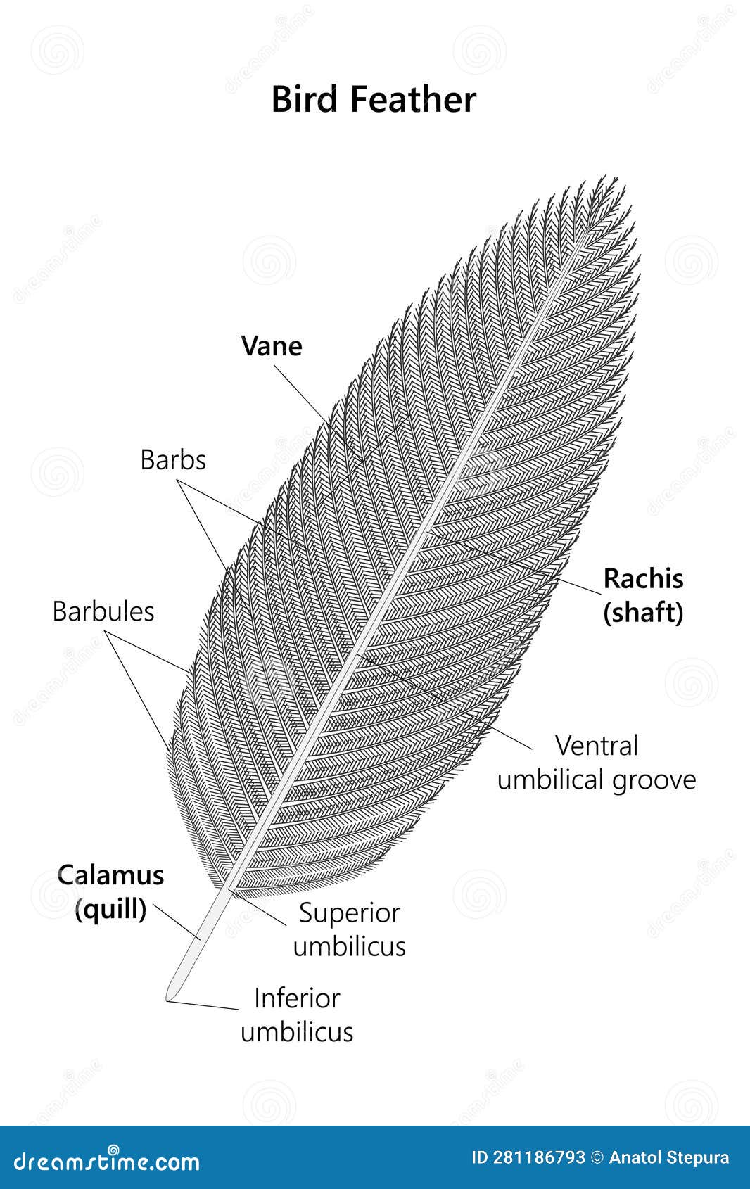 Bird Feather (structure). stock vector. Illustration of decoration ...