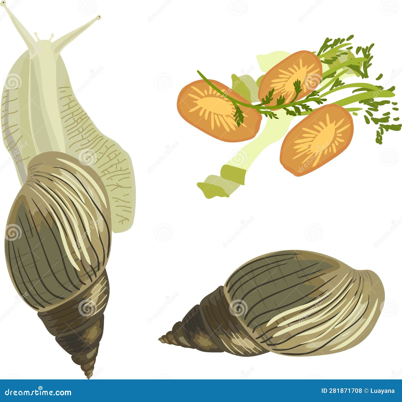 Giant African Land Snail (Lissachatina Fulica), Shell of Giant African ...