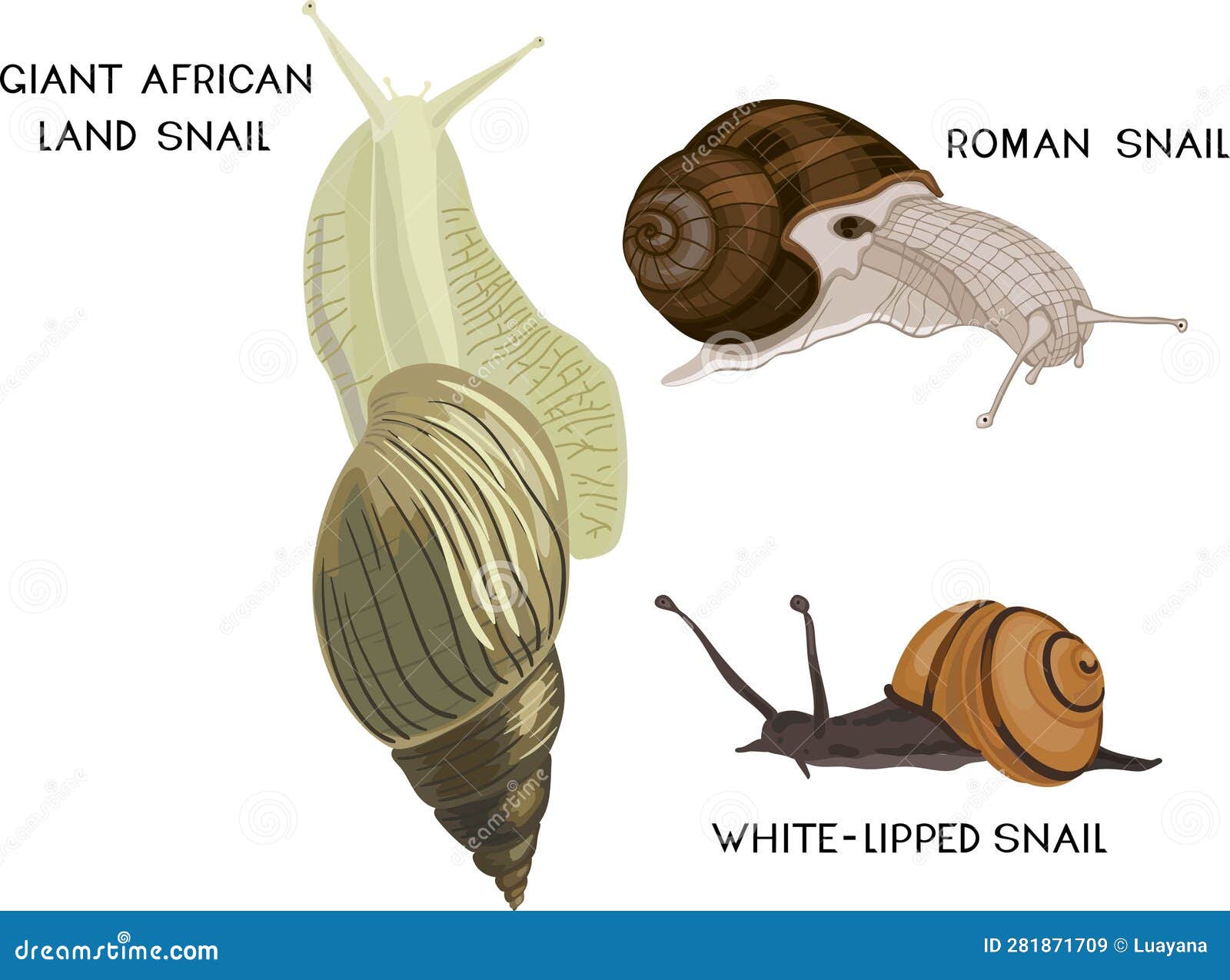 Giant African Land Snail (Lissachatina Fulica) With Epiphragm Vector ...