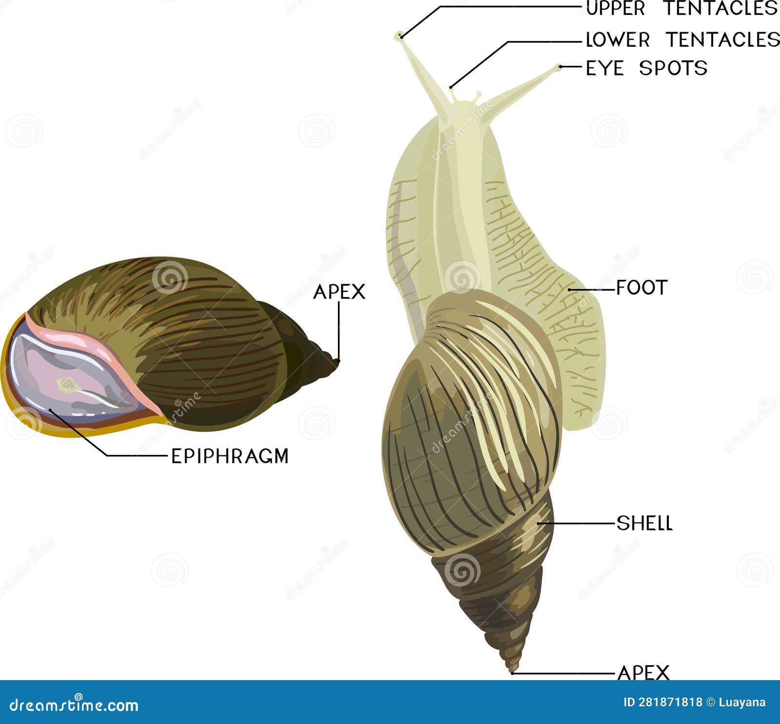 External Anatomy of Common Air-breathing Land Snail. Structure of Giant ...