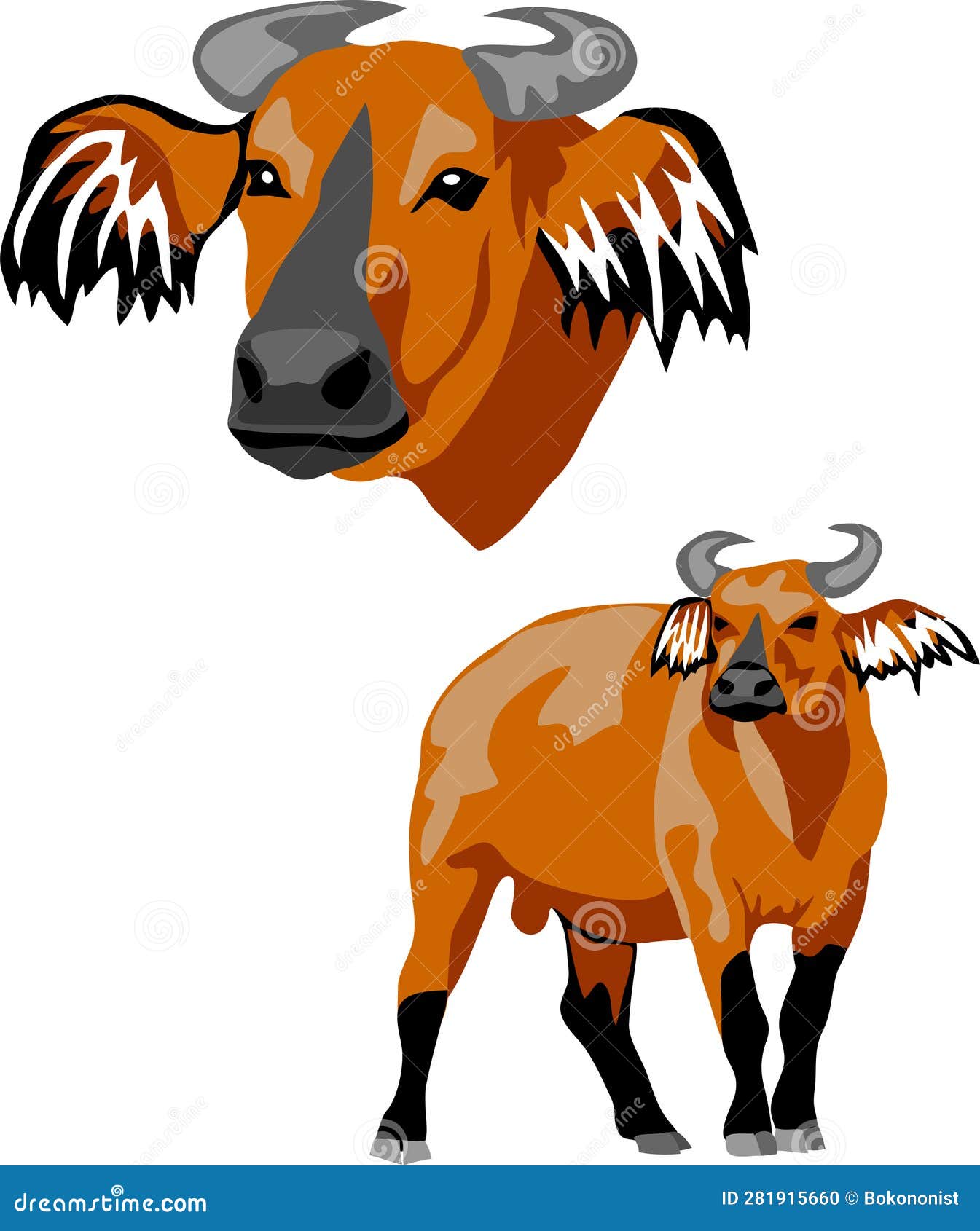African forest buffalo stock vector. Illustration of dwarf - 281915660