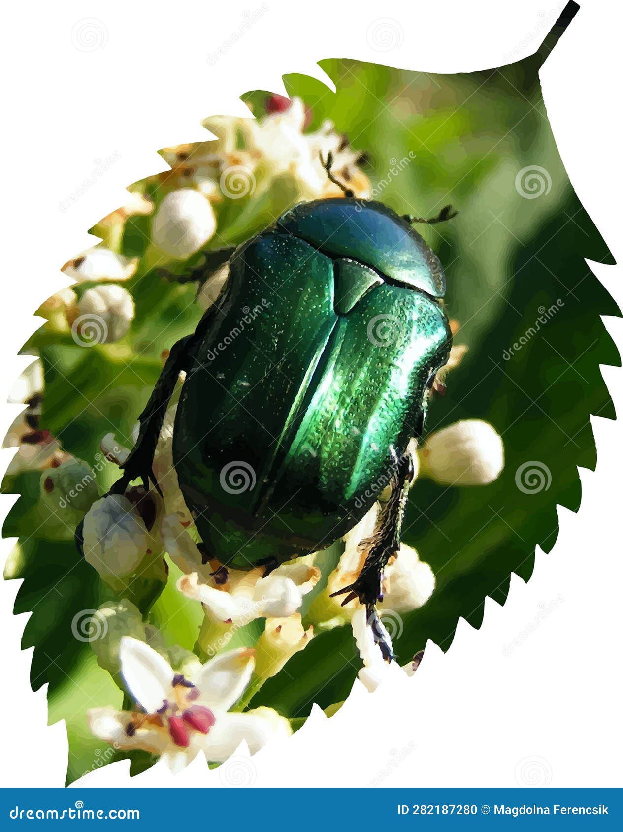 Emerald Green Rose Chafer Bug Vector Art Illustration Stock Vector ...