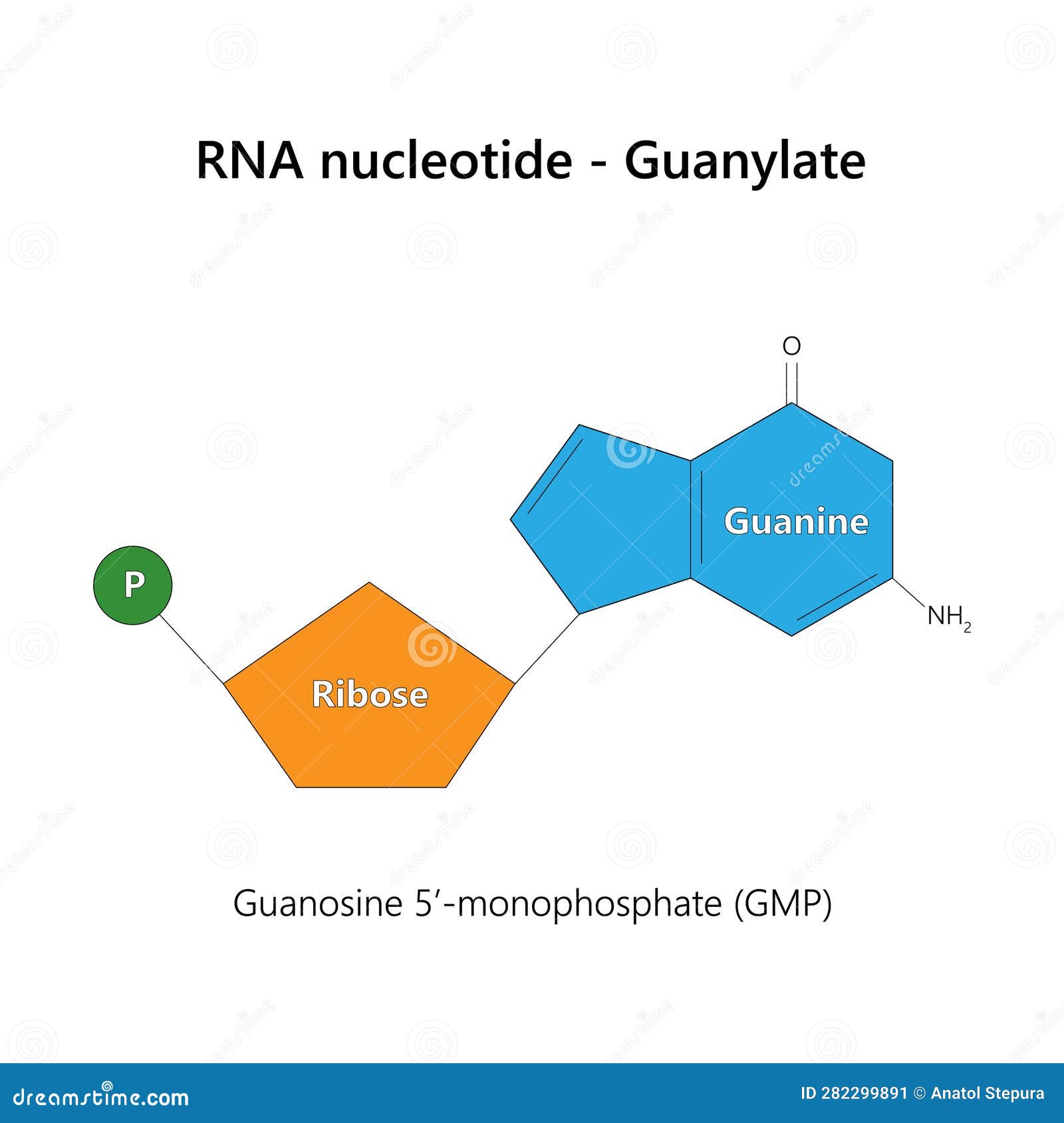 RNA Nucleotide (ribonucleotide) - Cytidylate. Vector Illustration ...