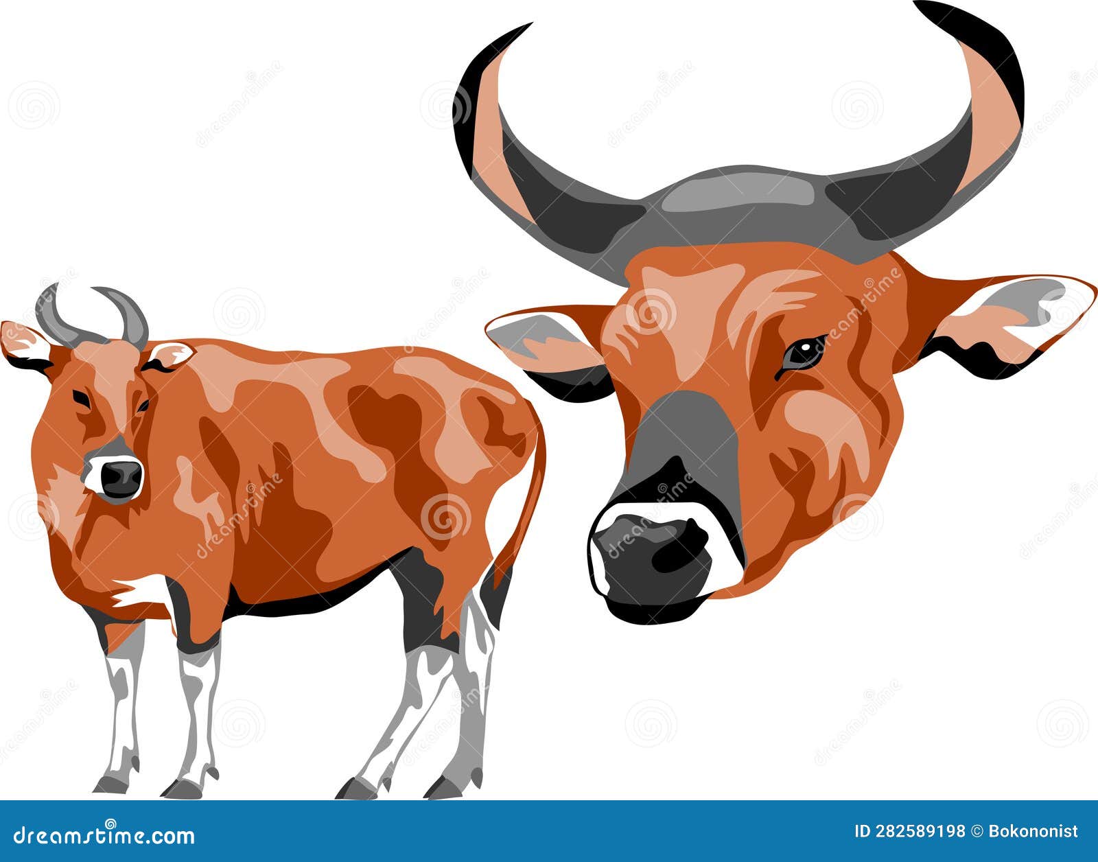 Banteng vector stock vector. Illustration of horn, mammal - 282589198
