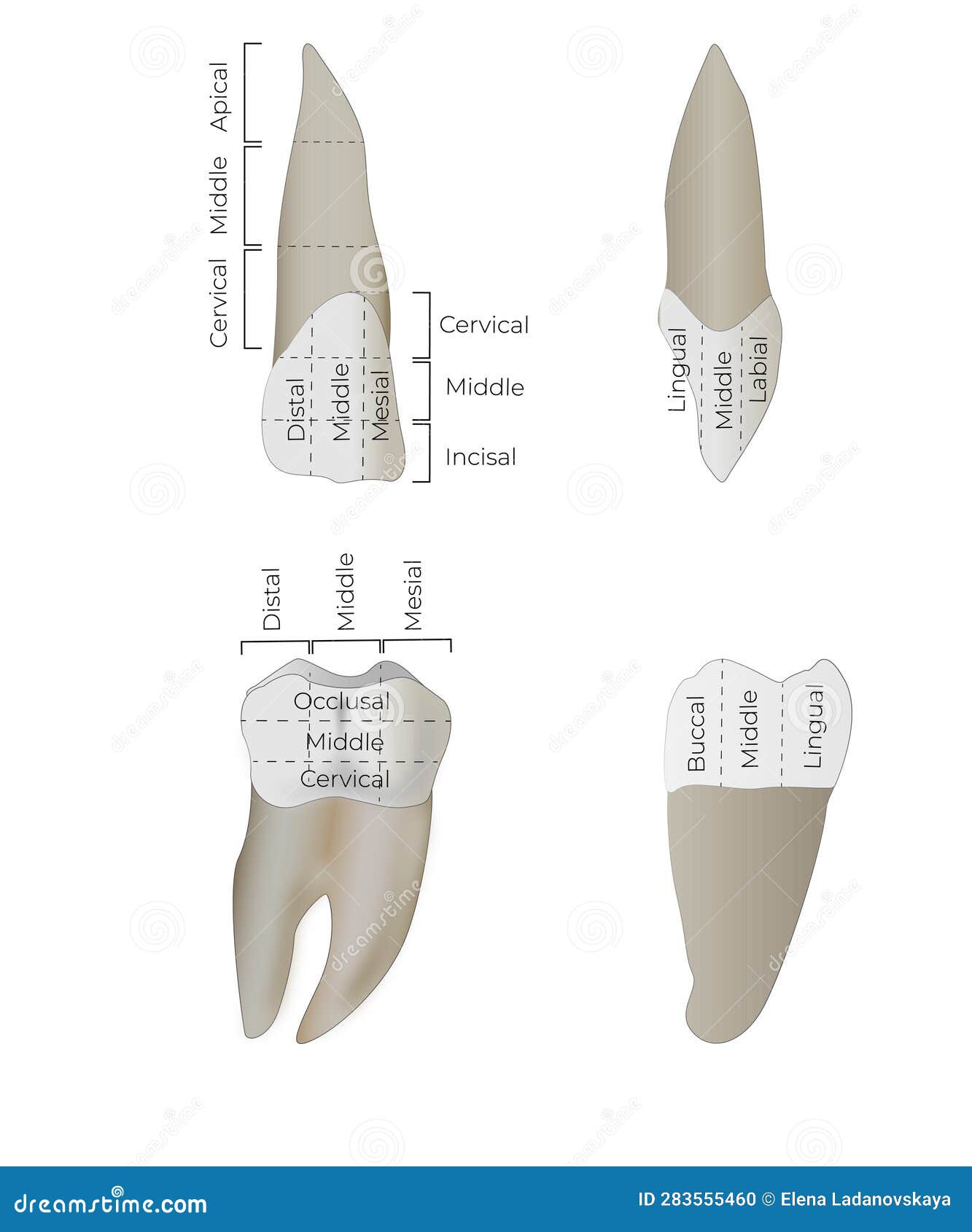 Types of Teeth. Anatomical Illustration Stock Illustration ...