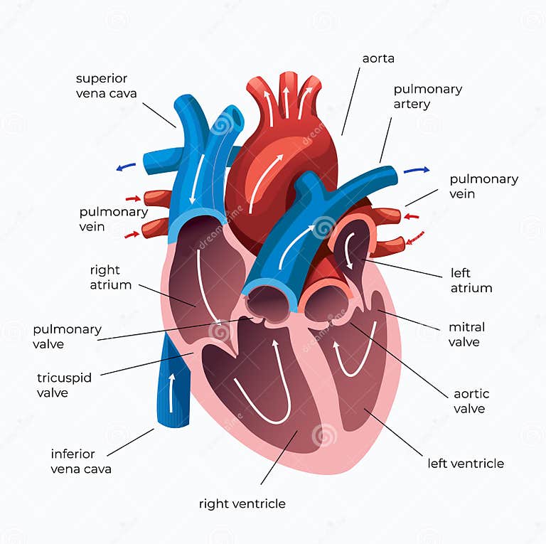 Medical Illustration of the Human Heart. Educational Poster Stock ...