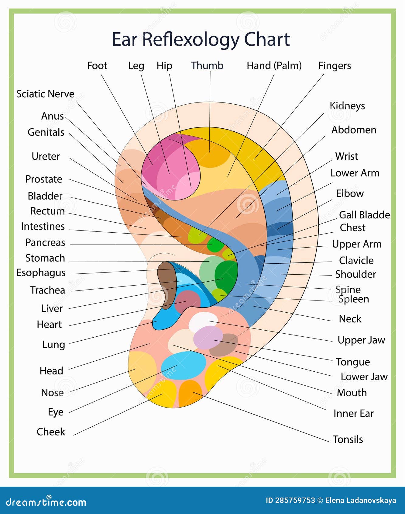 Ear Reflexology Chart Illustretion. Medical Infographic Cartoon Vector ...