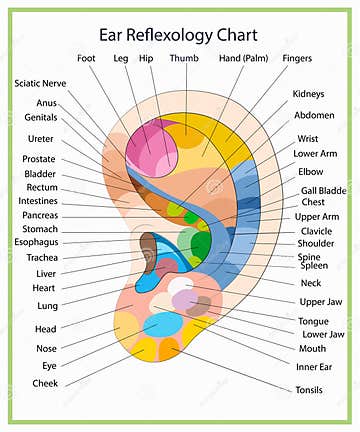 Ear Reflexology Chart Illustretion. Medical Infographic Stock Vector ...