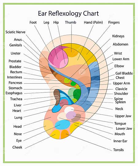 Ear Reflexology Chart Illustretion. Medical Infographic Stock Vector ...