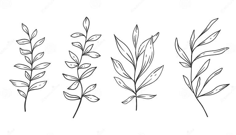 Greenery Line Art, Fine Line Leaves Hand Drawn Illustration. Botanical ...