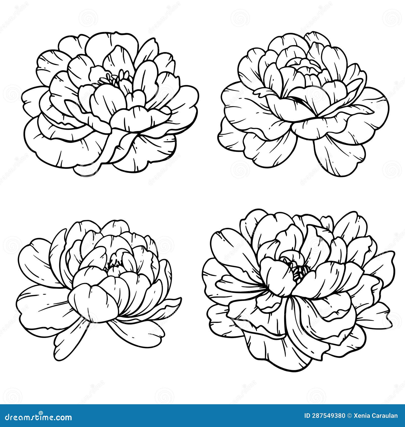 Peony Line Art, Fine Line Peony Bouquets Hand Drawn Illustration Stock ...