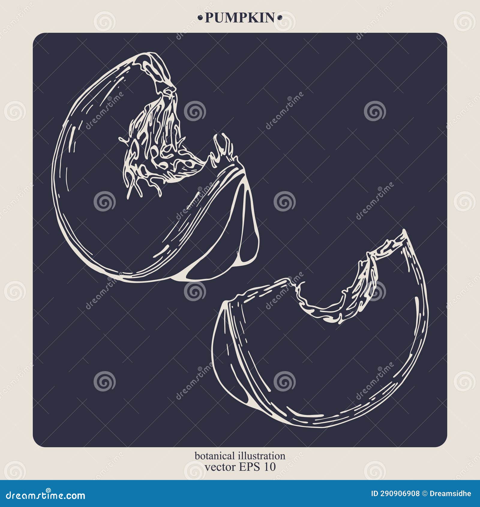 Vector hand drawn Pumpkin stock illustration. Illustration of flora ...