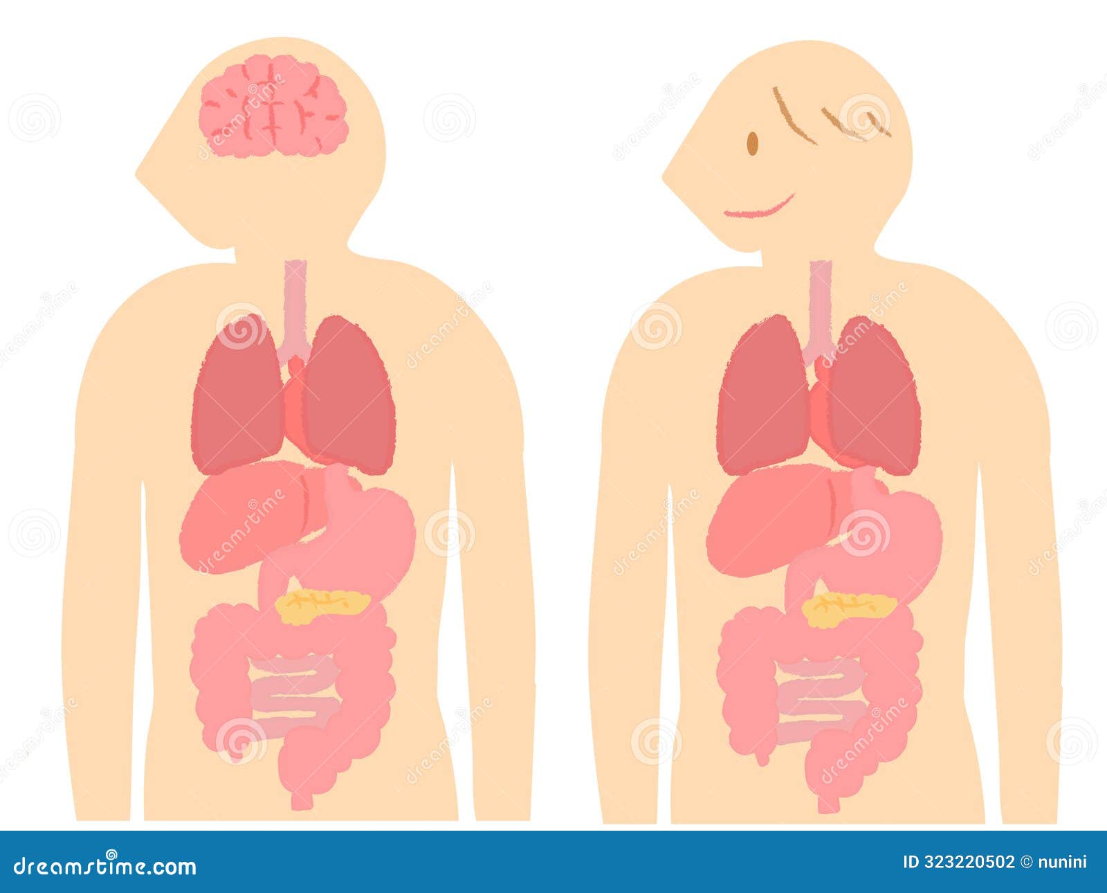 Human Body, Human Anatomy Diagram, Internal Organs Organs Stock Vector ...