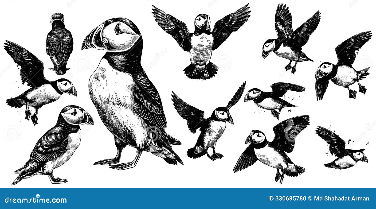 Detailed Ink Sketch Puffin Set Illustration Stock Vector - Illustration ...