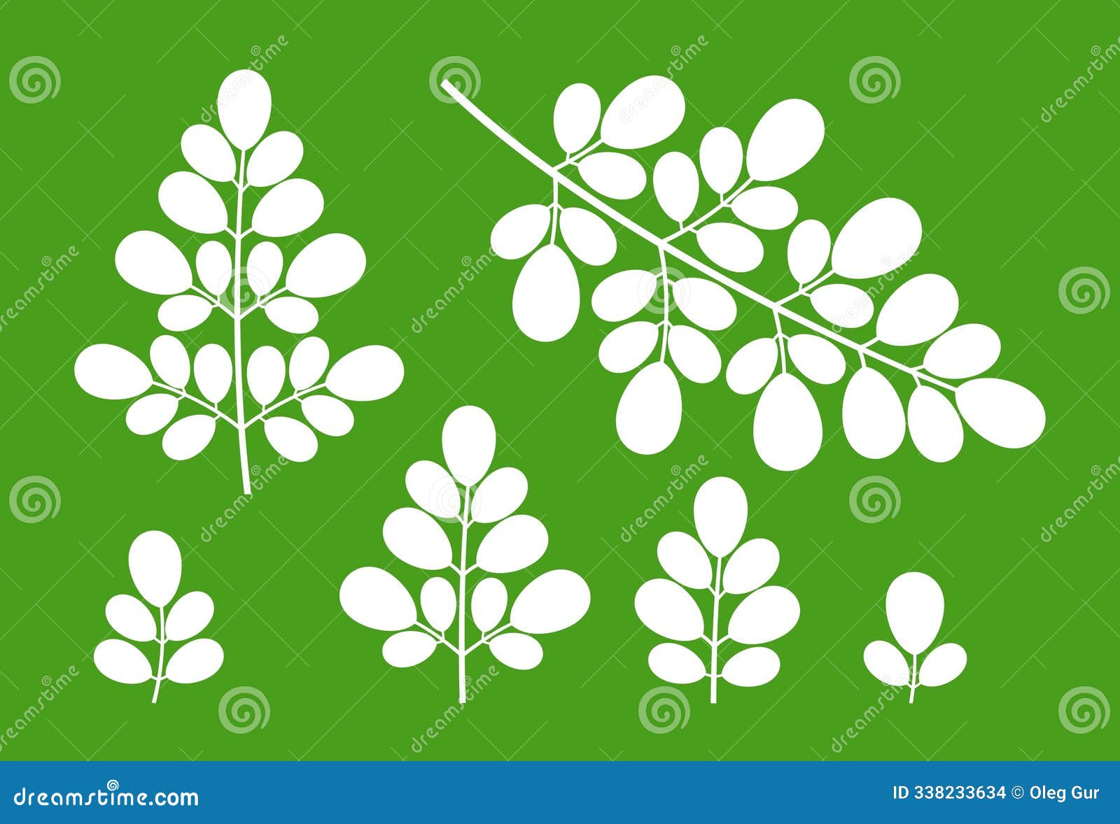 Moringa Logo. Isolated Moringa on Green Background Stock Illustration ...