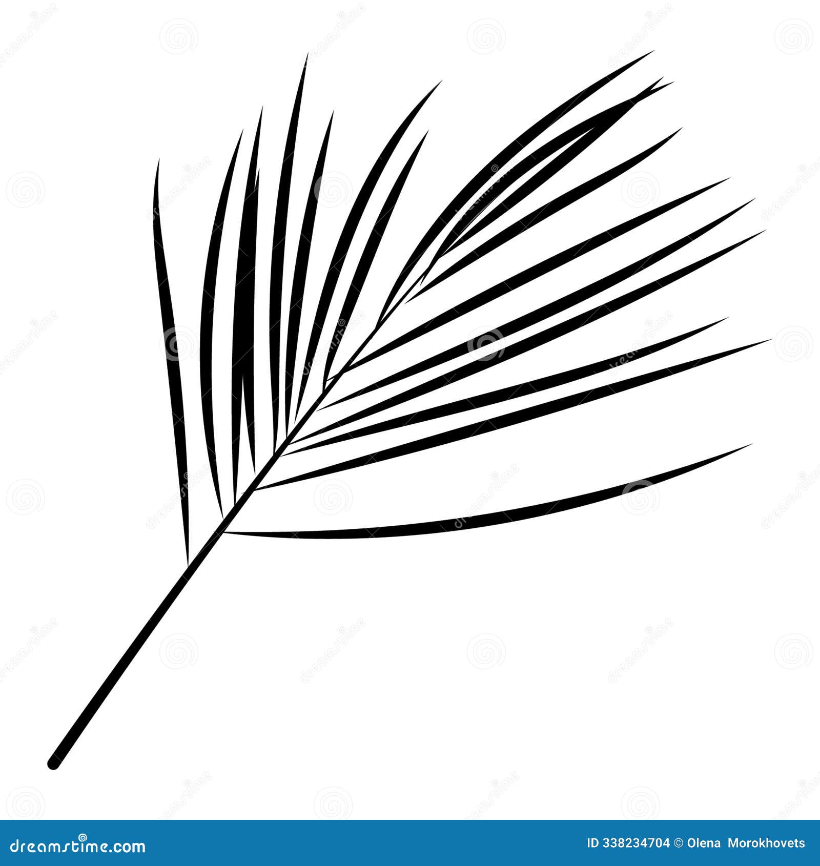 A Detailed Depiction of a Slender Palm Leaf Stock Illustration ...