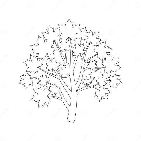 Maple Tree Outline for Coloring Books, Maple Tree Line Art Stock Vector ...