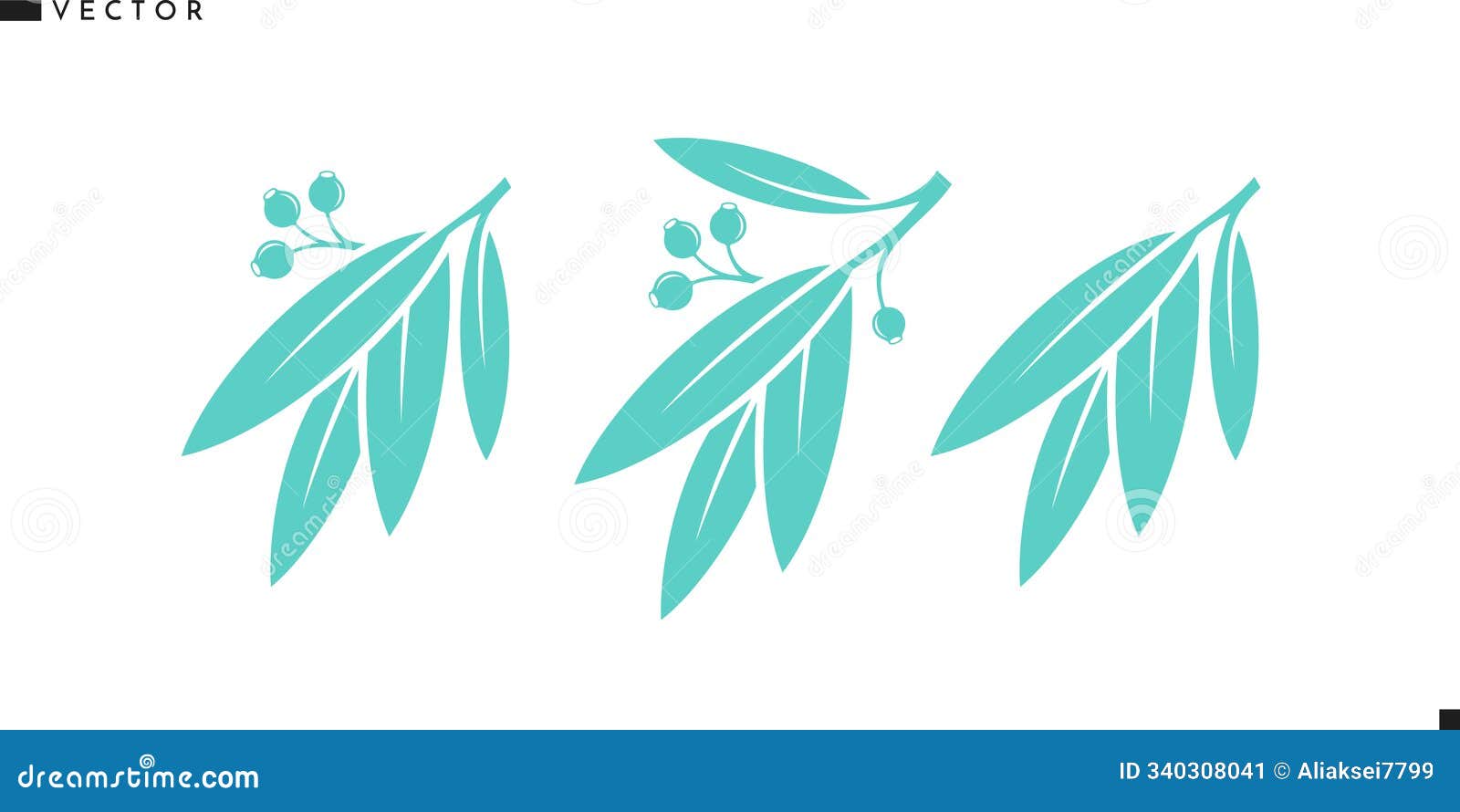 Eucalyptus Branch with Leaves. Eucalyptus Tree Vector Stock ...