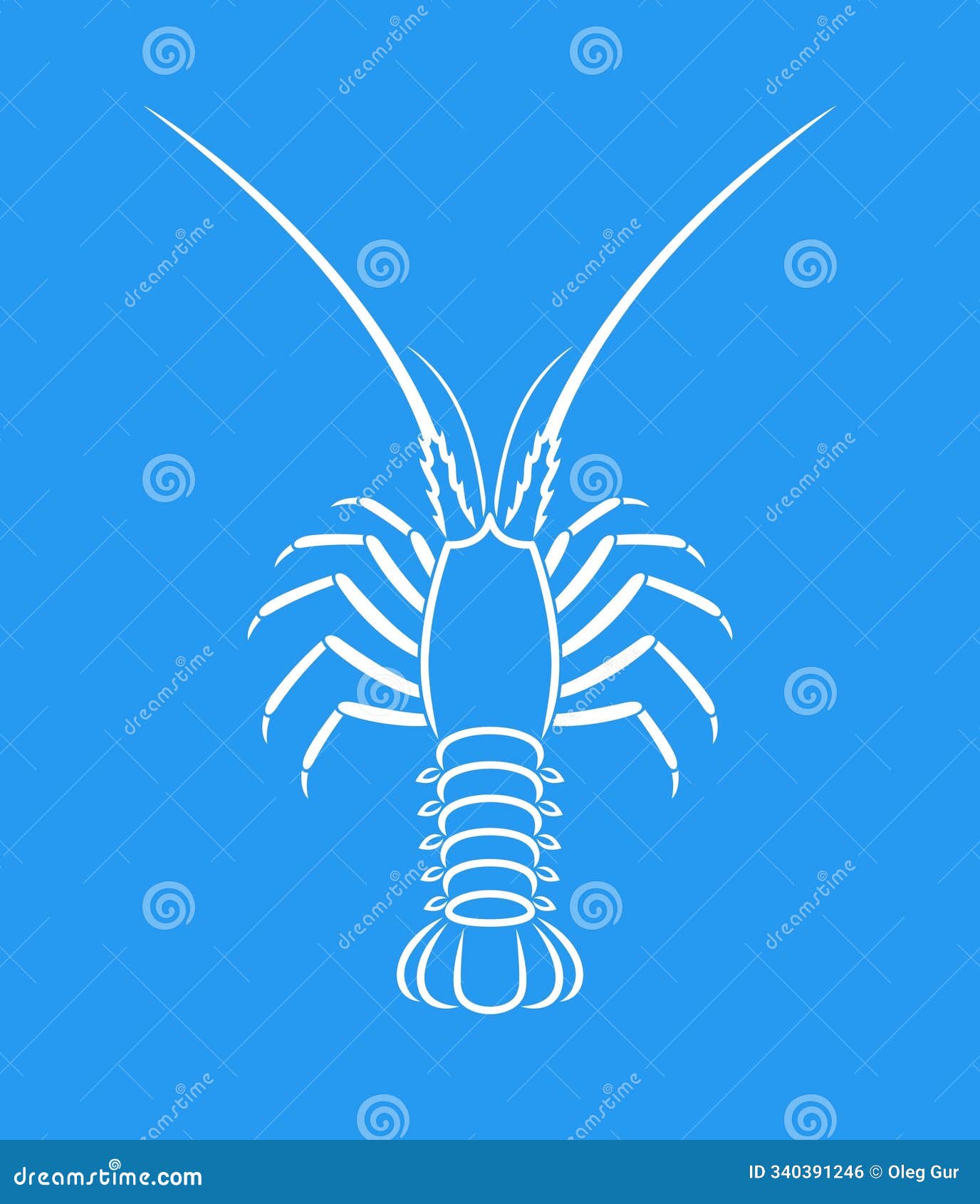 Spiny Lobster Outline. Isolated Spiny Lobster on White Background Stock ...