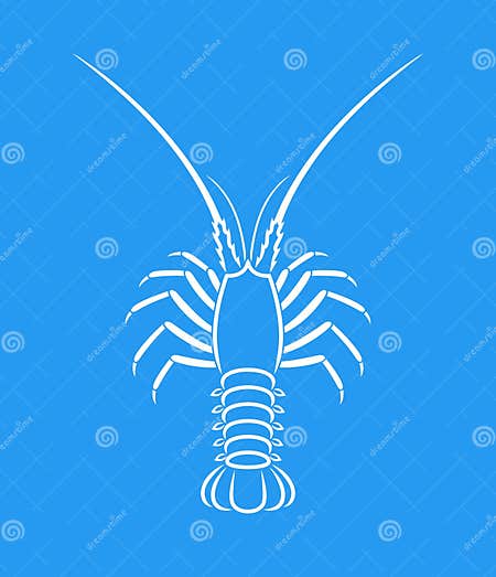 Spiny Lobster Outline. Isolated Spiny Lobster on White Background Stock ...