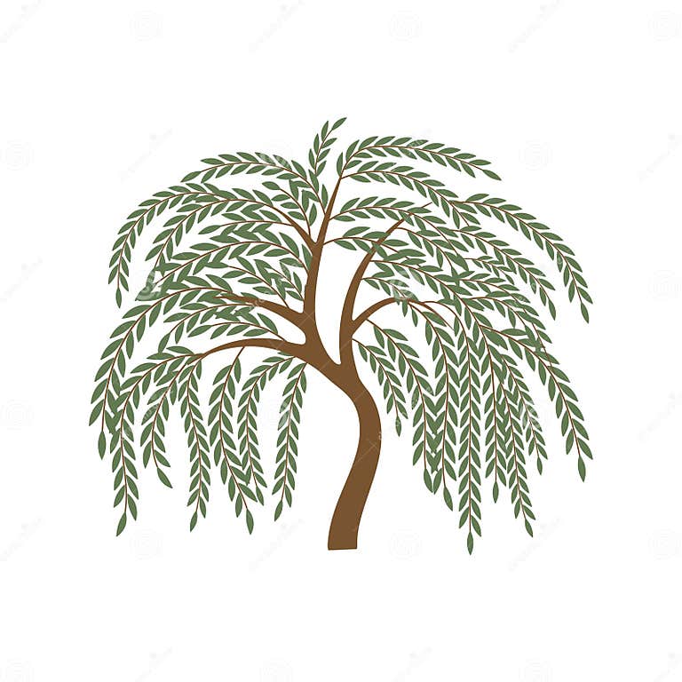 Graceful Willow Tree Vector, Weeping Willow Tree Vector Stock Vector ...