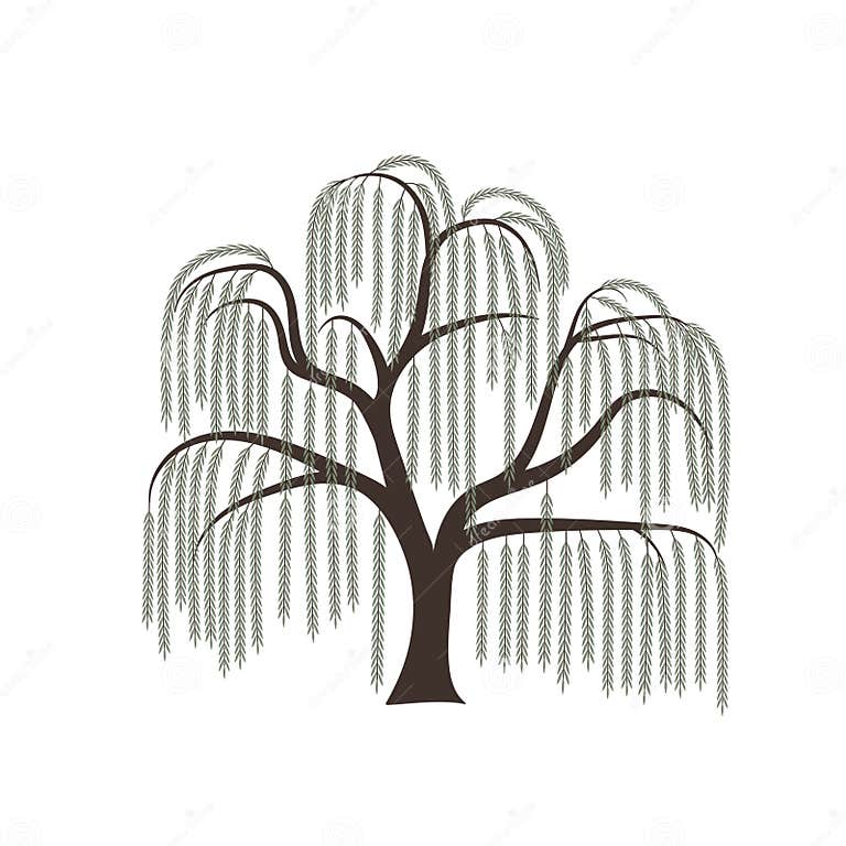 Graceful Willow Tree Vector, Weeping Willow Tree Vector Stock Vector ...