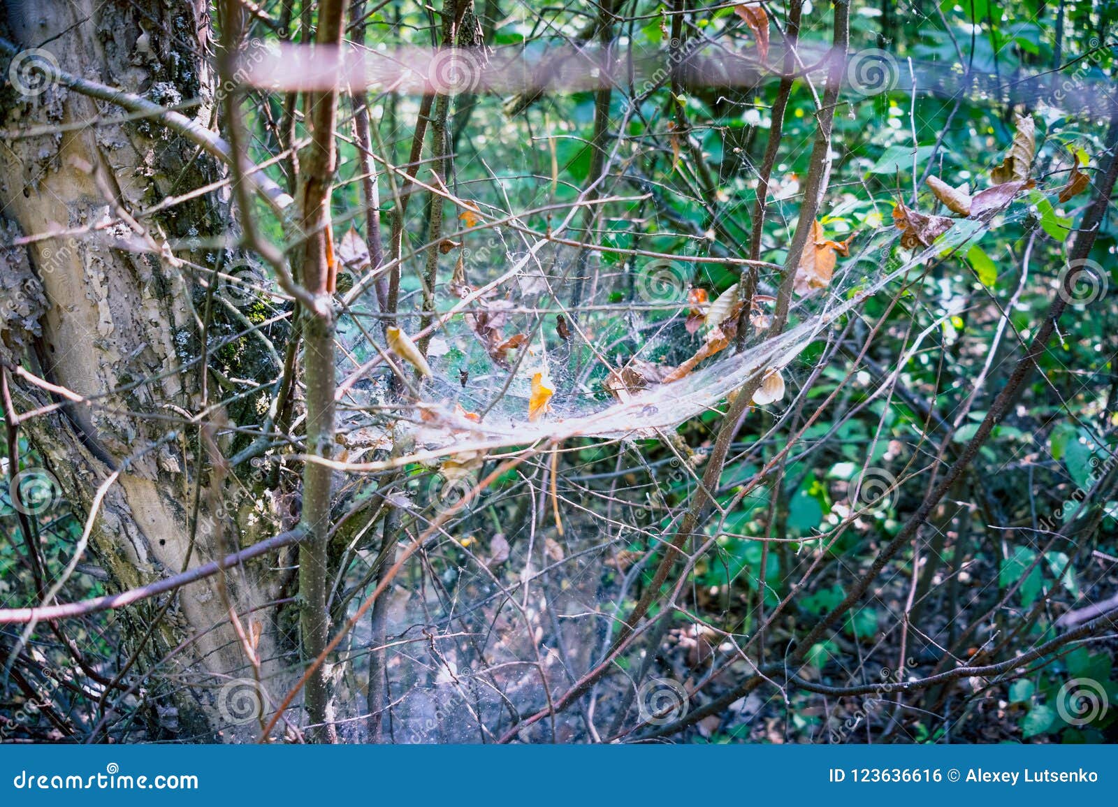 A Web Around a Tree in the Forest Stock Photo - Image of tree ...