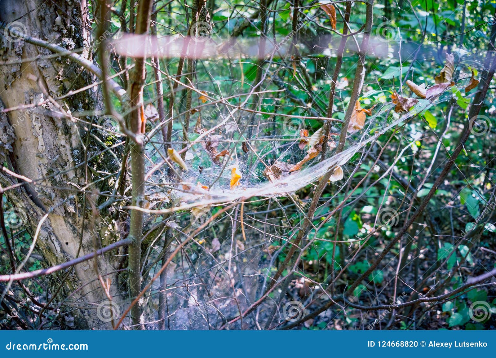A Web Around a Tree in the Forest Stock Photo - Image of deciduous ...