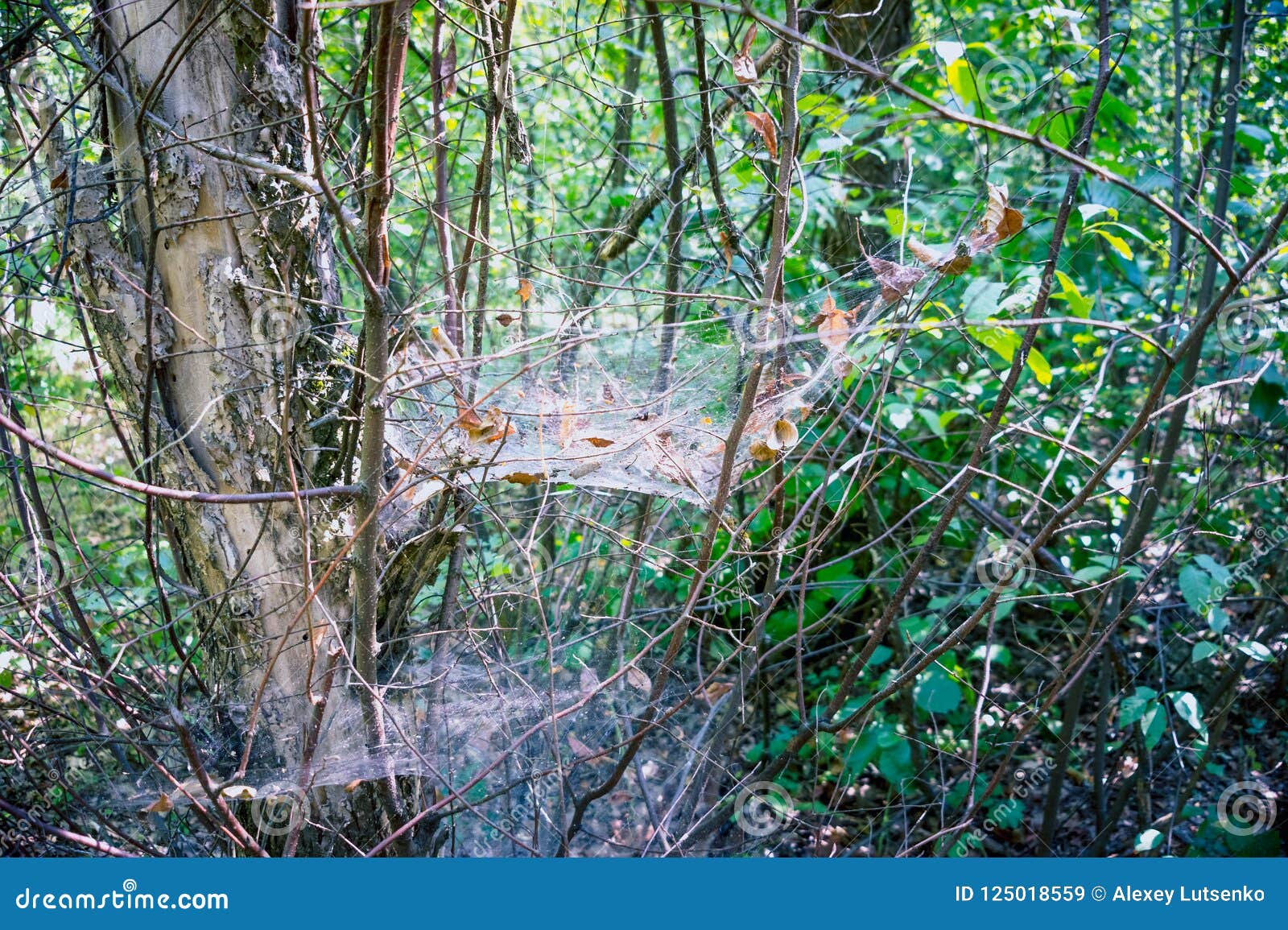 A Web Around a Tree in the Forest Stock Image - Image of tree, leaves ...
