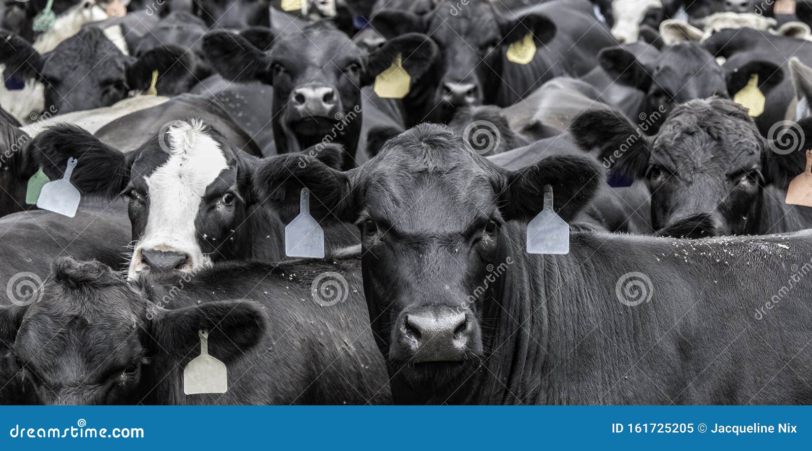 Web Banner of Cattle Tightly Packed Stock Image - Image of animal ...