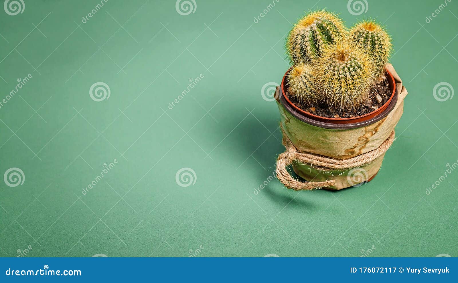 Web Banner Format. Cactus in a Stylized Pot on a Green Background Stock ...