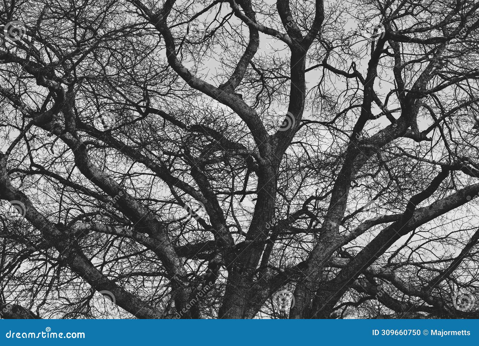 Web of Black Winter Tree Limbs Against White Sky Stock Photo - Image of ...