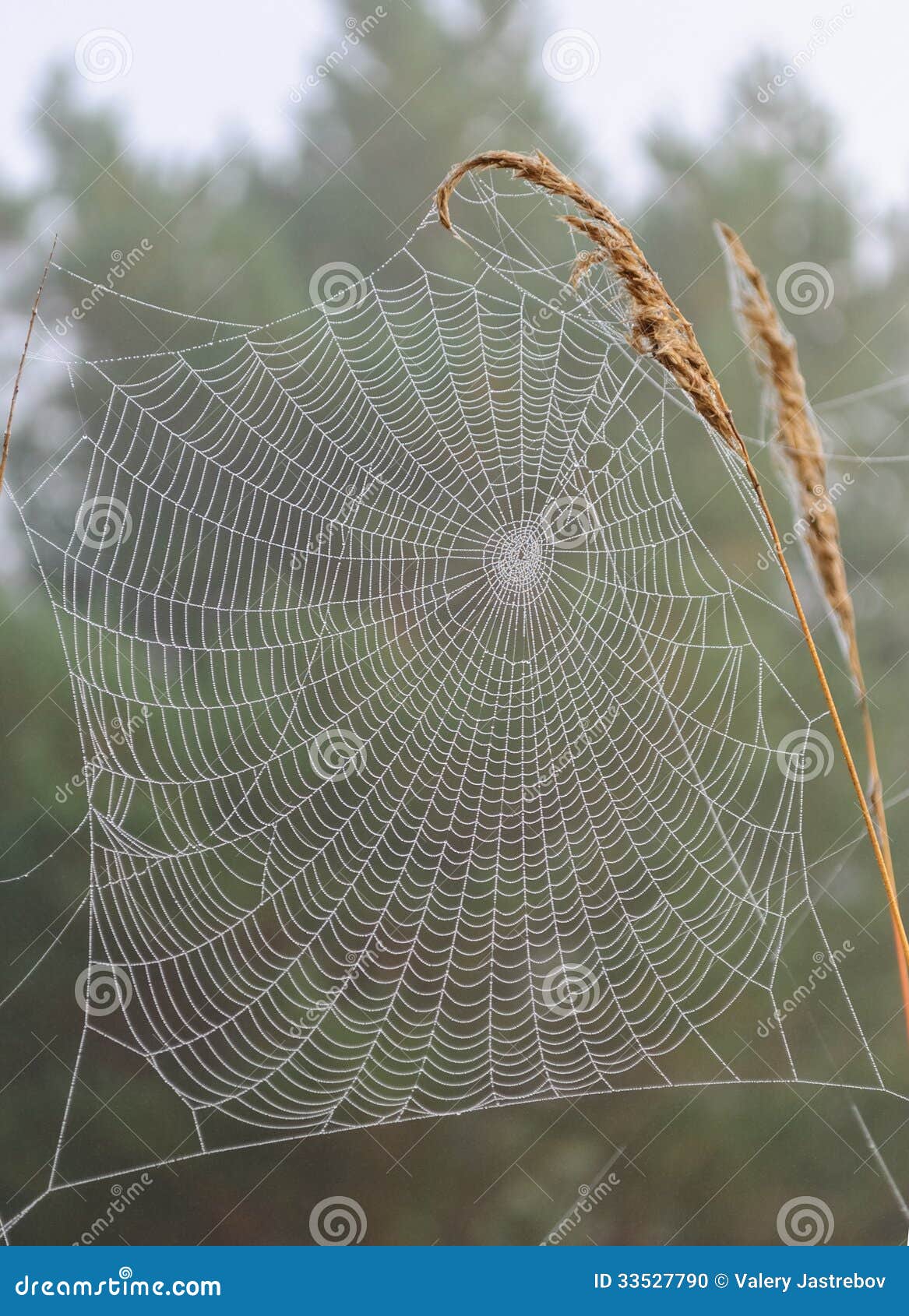 Web on a blade of grass stock photo. Image of water, clear - 33527790