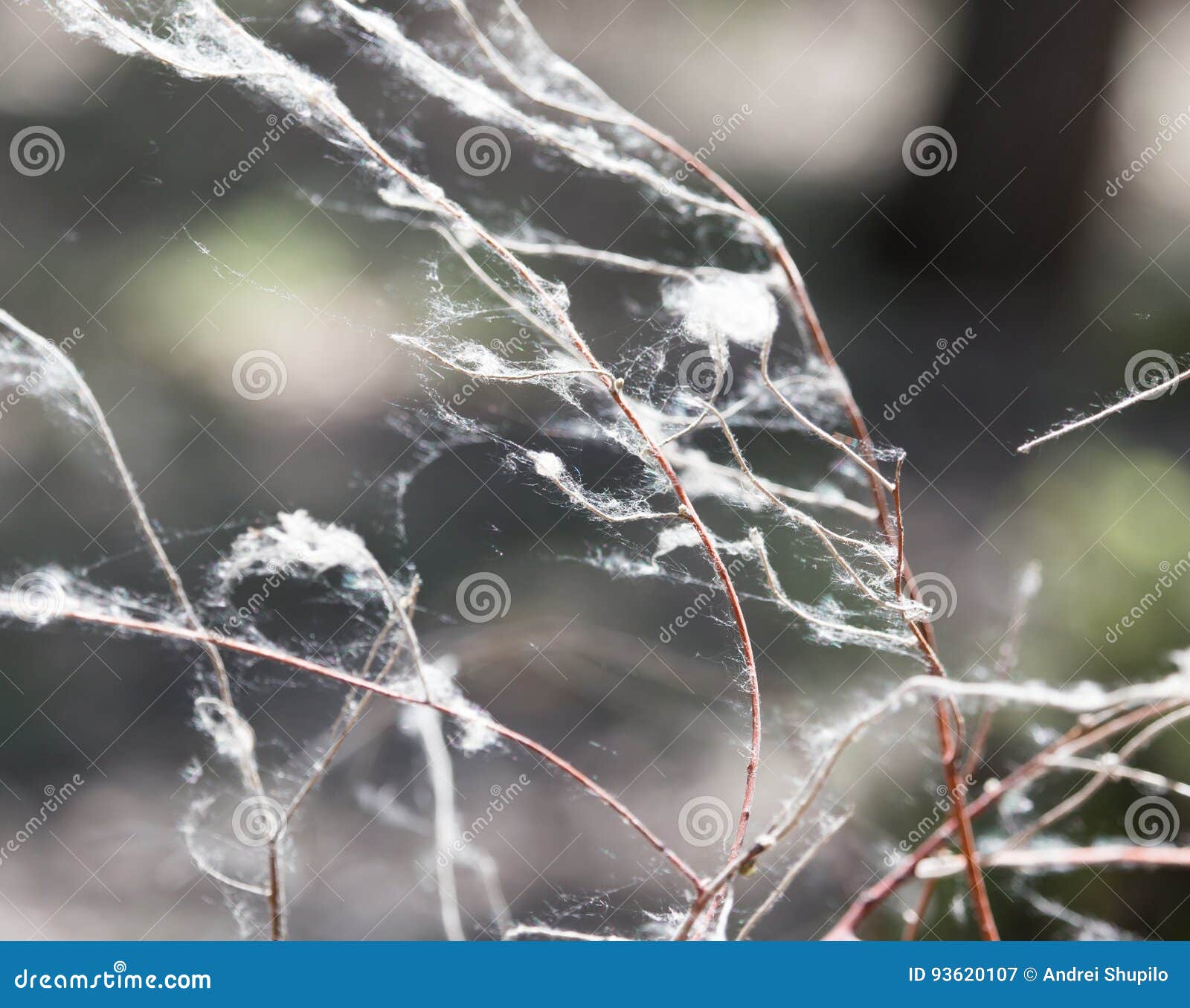 Web on the Branches of a Tree Stock Image - Image of sunset, bush: 93620107