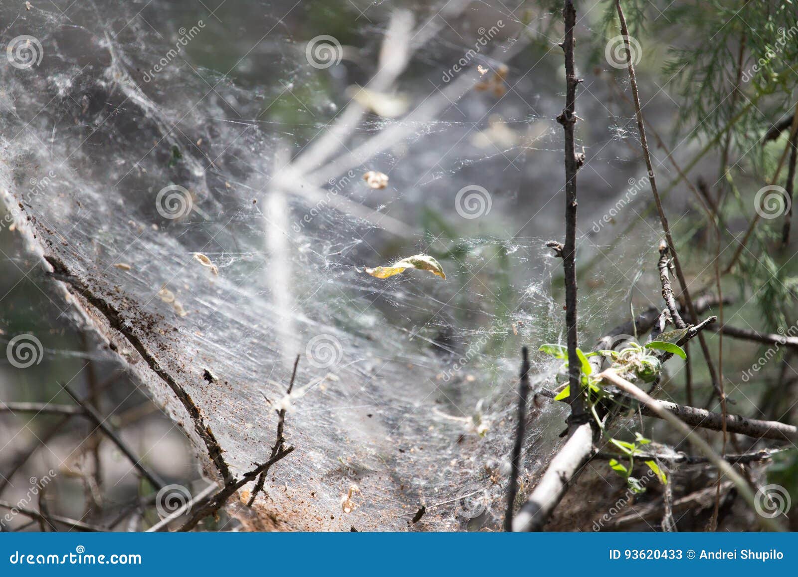 Web on the Branches of a Tree Stock Image - Image of branch, nature ...