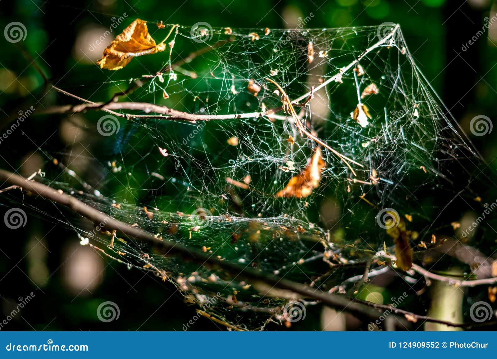 Web on the Branches of a Tree Stock Photo - Image of natural, branches ...