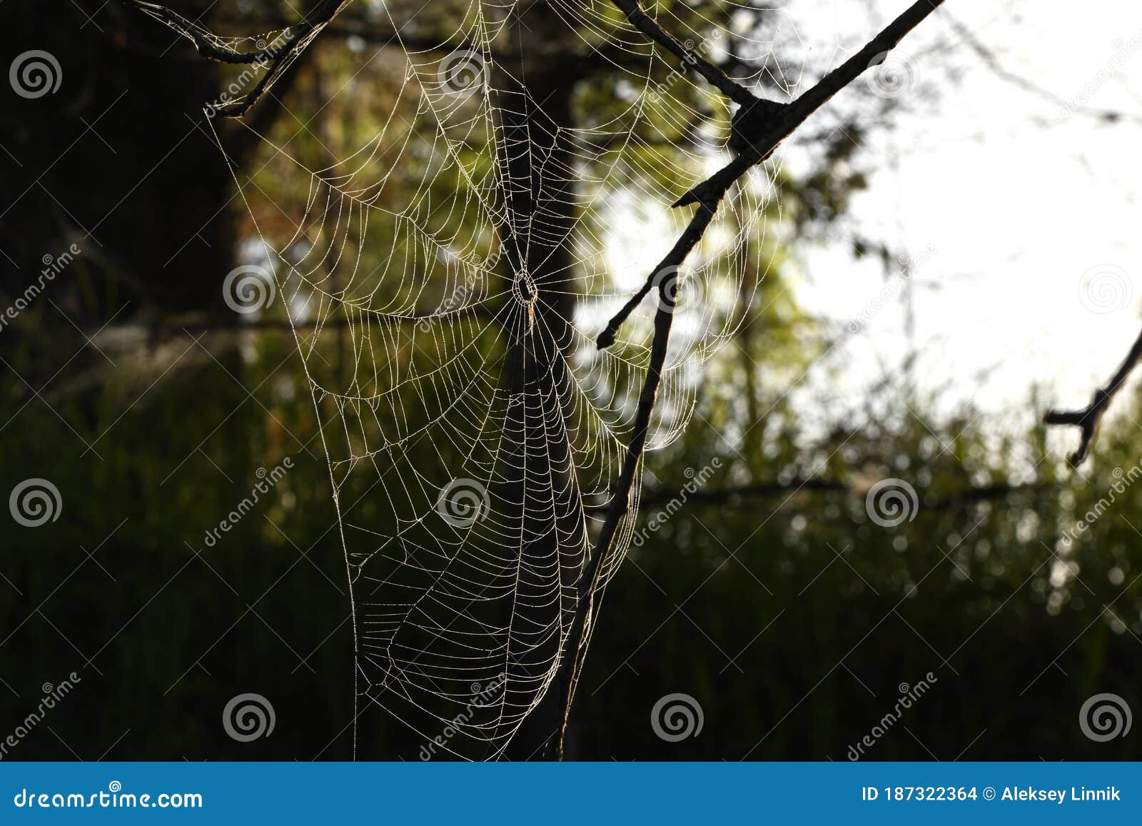 Web on the Branches of Trees Stock Photo - Image of grass, trees: 187322364
