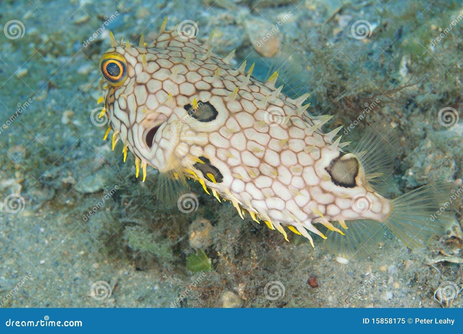 Web Burrfish-Chilomycterus Antillarum Stock Image - Image of foureye ...