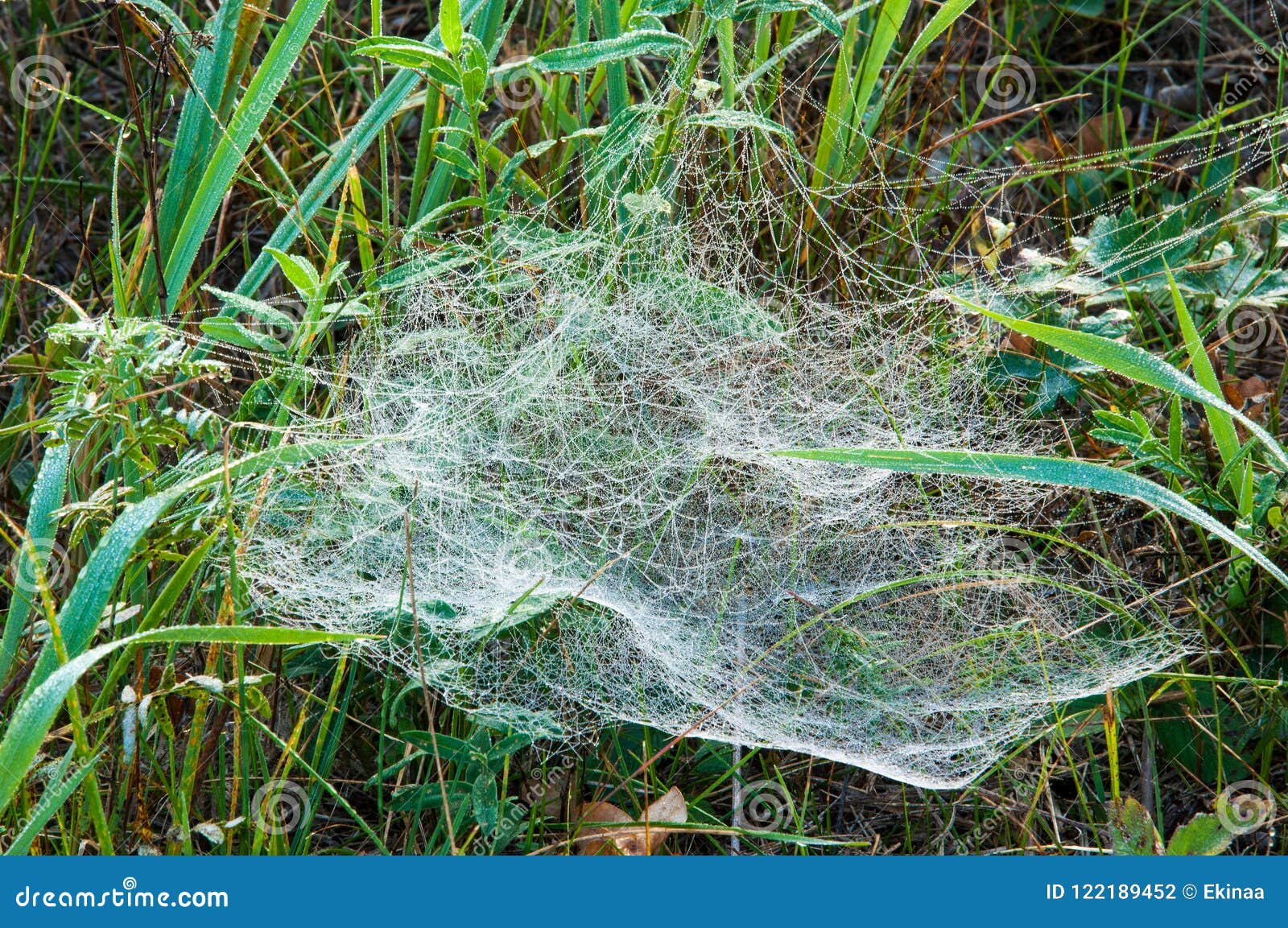 Web, Cobweb, Spiderweb, Net, Tissue, Spider S Web Stock Photo - Image ...