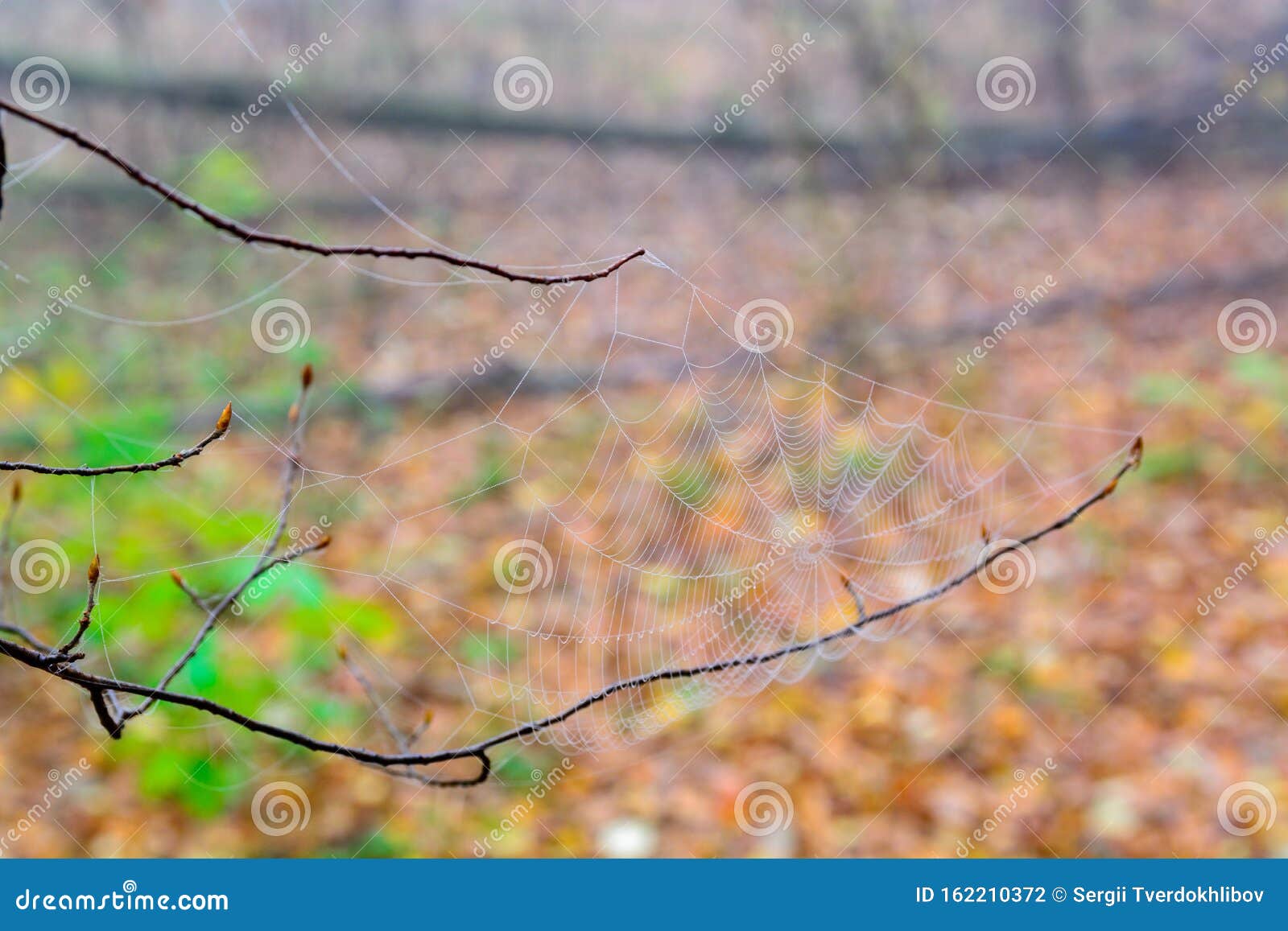 Web Cobweb Spiderweb Net Tissue Spider`s Web Web In The Autumn Forest