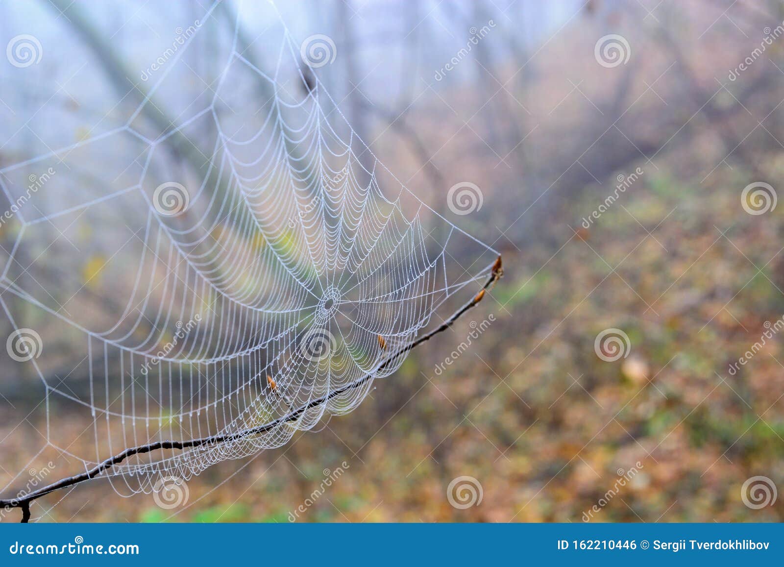 Web Cobweb Spiderweb Net Tissue Spider`s Web Web In The Autumn Forest