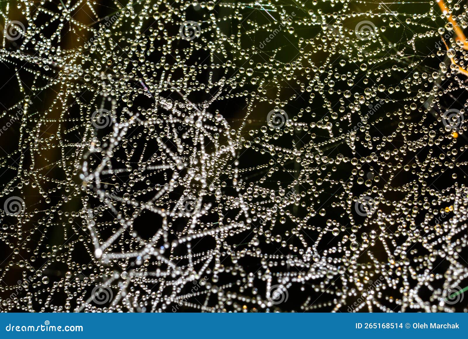 Web Cobweb Spiderweb Net Tissue Spider`s Web. Web in the Autumn Forest ...