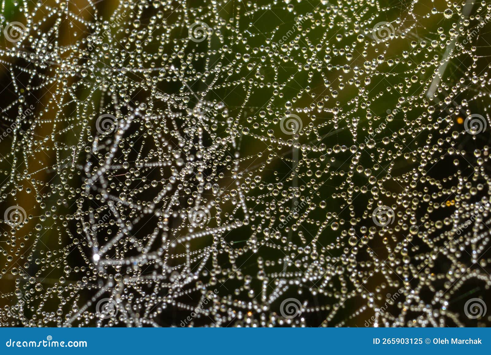 Web Cobweb Spiderweb Net Tissue Spider`s Web. Web in the Autumn Forest ...