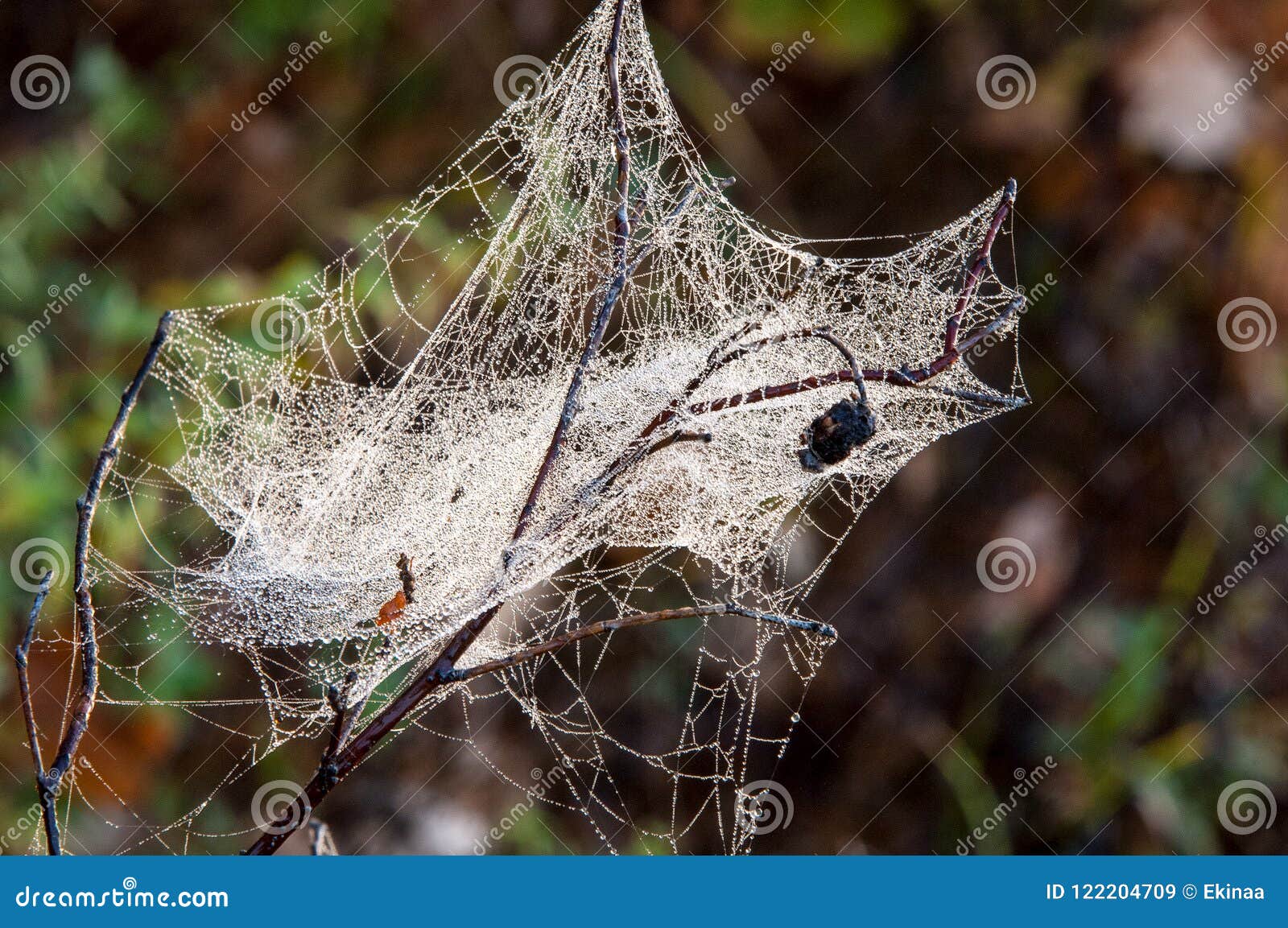 Web, Cobweb, Spiderweb, Net, Tissue, Spider S Web Stock Image - Image ...