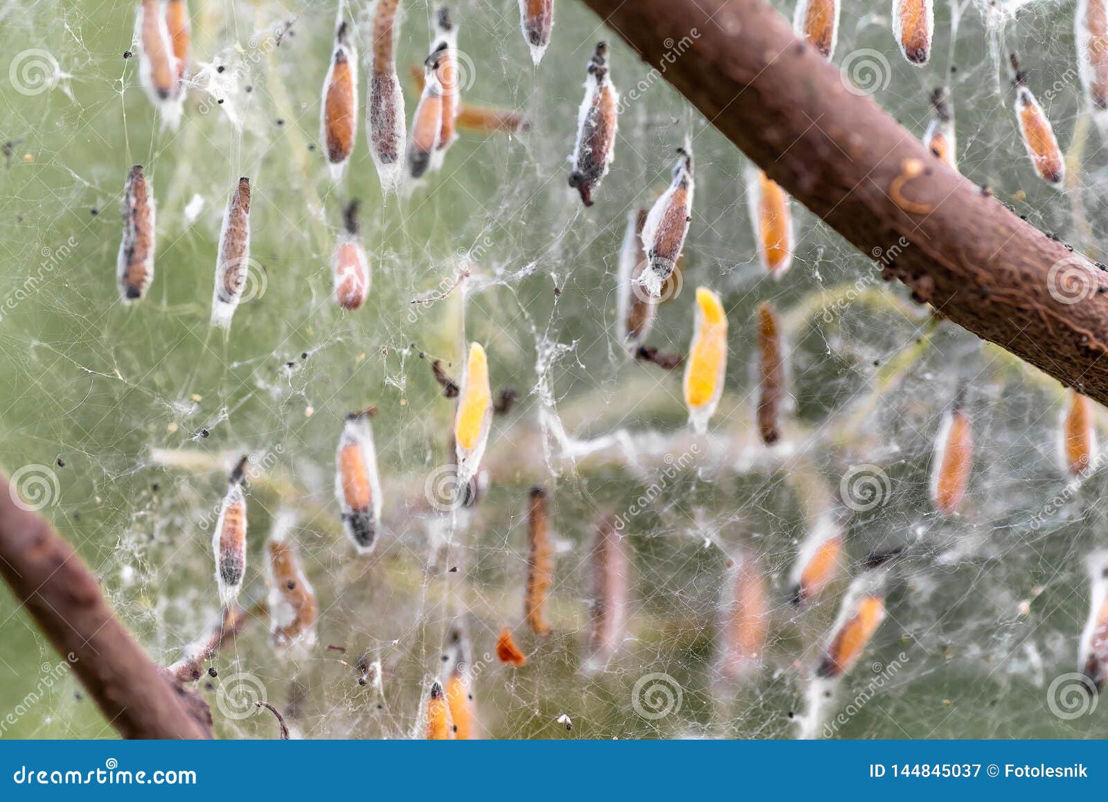 Web and Colony of Moth Larvae Closeup on Tree Stock Image - Image of ...