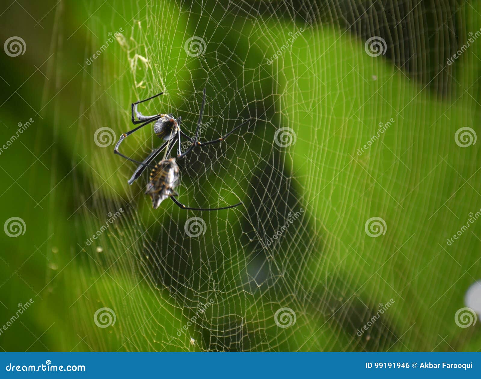 The Web of Death stock photo. Image of giant, jungle - 99191946