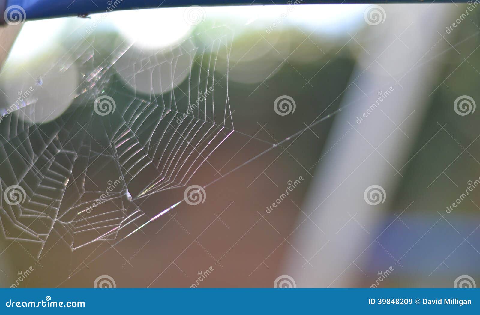 Web Della Pannocchia Dei Ragni Immagine Stock - Immagine di presa ...